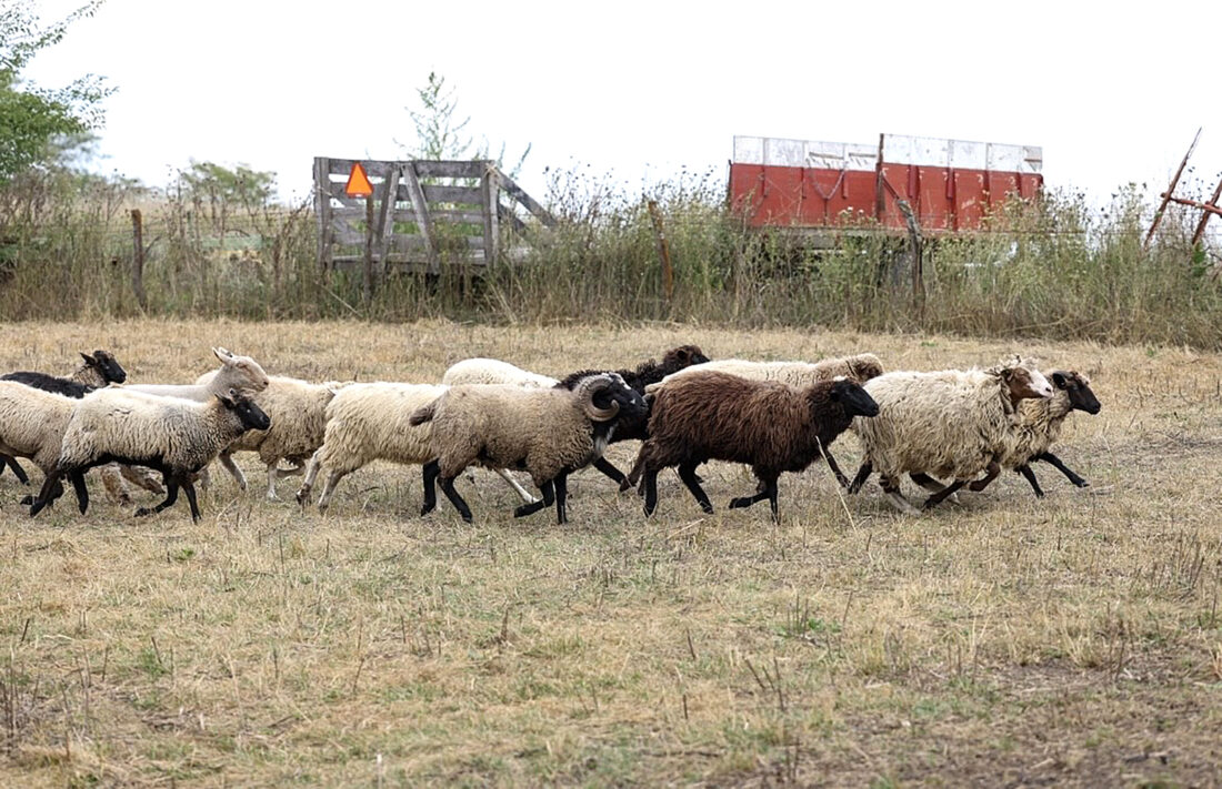 Nurturing heritage breeds | News, Sports, Jobs - Farm News